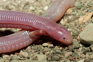 15 Mexican Mole Lizard Facts - Fact Animal