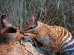 10 Cute Numbat Facts - Fact Animal