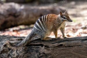10 Cute Numbat Facts - Fact Animal