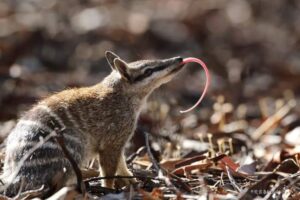 10 Cute Numbat Facts - Fact Animal
