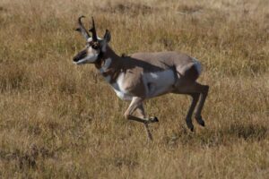 10 Pronghorn Facts - Fact Animal