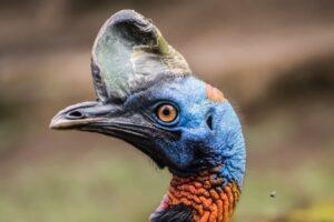 11 Crazy Southern Cassowary Facts - Fact Animal