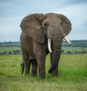 12 Astonishing African Bush Elephant Facts - Fact Animal