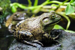 10 American Bullfrog Facts - Fact Animal