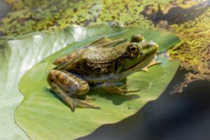 10 American Bullfrog Facts - Fact Animal