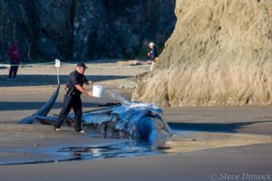 15 Little-Known Sei Whale Facts - Fact Animal