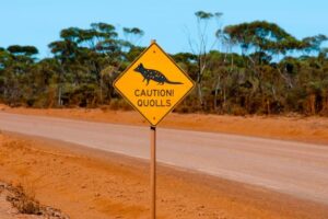 15 Cool Quoll Facts - Fact Animal