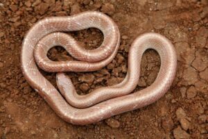 9 Crazy Common Krait Facts - Fact Animal