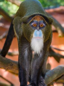 14 De Brazza’s Monkey Facts - Fact Animal