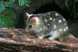 15 Cool Quoll Facts - Fact Animal