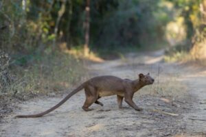 12 Fantastic Fossa Facts - Fact Animal
