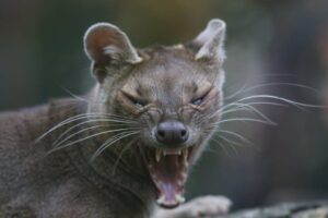12 Fantastic Fossa Facts - Fact Animal