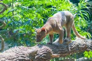 12 Fantastic Fossa Facts - Fact Animal
