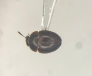 25 Funniest & Silliest Animal Names In The World - Fact Animal