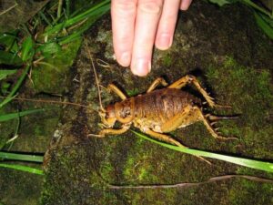 12 Giant Wētā Facts - Fact Animal