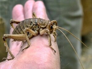 12 Giant Wētā Facts - Fact Animal