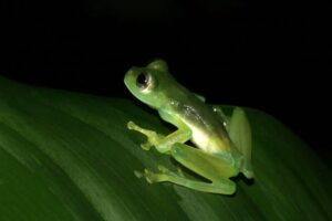 12 Fun Glass Frog Facts - Fact Animal