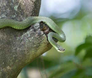 18 Chrysopelea (Flying Snakes) Facts - Fact Animal