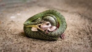 18 Chrysopelea (Flying Snakes) Facts - Fact Animal