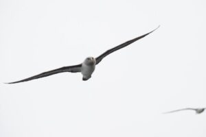 10 Grey-Headed Albatross Facts - Fact Animal