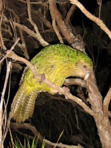 14 Kakapo Facts - Fact Animal