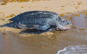 10 Leatherback Sea Turtle Facts - Fact Animal