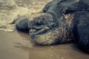 10 Leatherback Sea Turtle Facts - Fact Animal