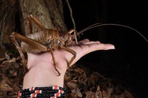 12 Giant Wētā Facts - Fact Animal