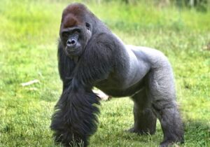 25 Funniest & Silliest Animal Names In The World - Fact Animal