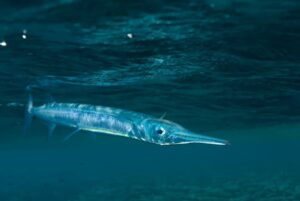 10 Needlefish Facts - Fact Animal