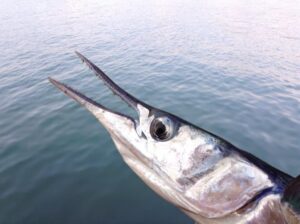 10 Needlefish Facts - Fact Animal