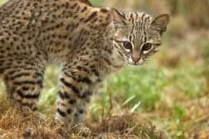 12 Fun Oncilla Facts - Fact Animal