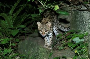 12 Fun Oncilla Facts - Fact Animal