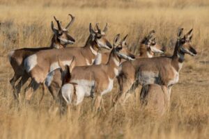 10 Pronghorn Facts - Fact Animal