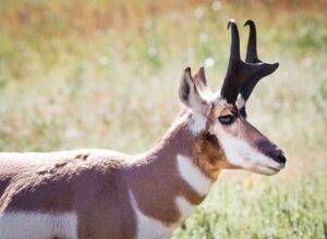 10 Pronghorn Facts - Fact Animal