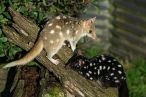 15 Cool Quoll Facts - Fact Animal