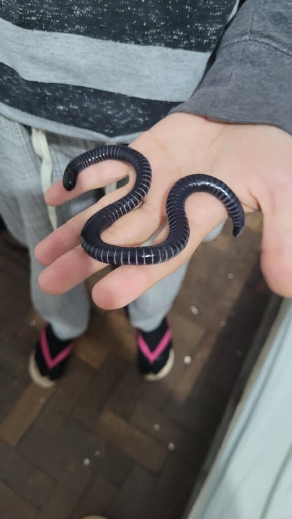 Unsettling Ringed Caecilian Facts - Fact Animal