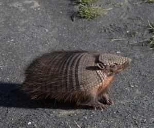 15 Screaming Hairy Armadillo Facts - Fact Animal