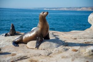 12 Fun Sea Lion Facts - Fact Animal