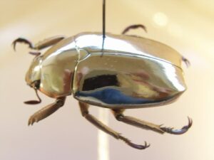 9 Cool Jewel Scarab Facts - Fact Animal