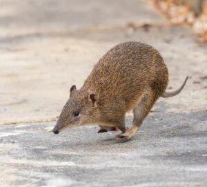15 Brilliant Bandicoot Facts - Fact Animal