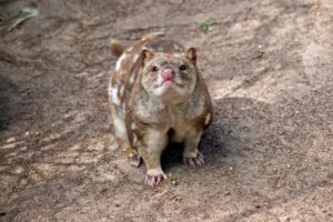 15 Cool Quoll Facts - Fact Animal