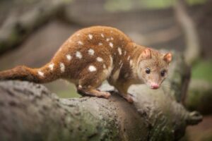 15 Cool Quoll Facts - Fact Animal