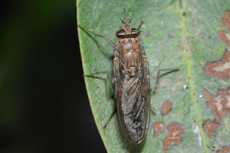 10 Tsetse Fly Facts Fact Animal 10 Tsetse Fly Facts Fact Animal