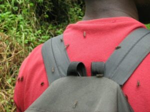 10 Tsetse Fly Facts - Fact Animal