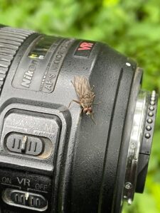 10 Tsetse Fly Facts - Fact Animal