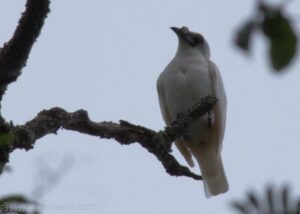 White Bellbird Facts, The Loudest Bird In The World - Fact Animal