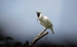 White Bellbird Facts, The Loudest Bird In The World - Fact Animal
