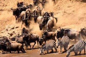 19 Zebra Facts - Fact Animal