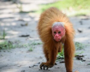 13 Bald Uakari Facts - Fact Animal